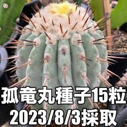 種子/ Seeds - SABOTENTARO.COM 種子/ Seeds - SABOTENTARO.COM