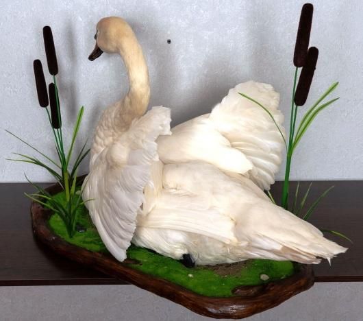 白鳥 剥製 - 頭骨・骨格標本・剥製販売 【Core-Box】 白鳥 剥製 - 頭骨・骨格標本・剥製販売 【Core-Box】