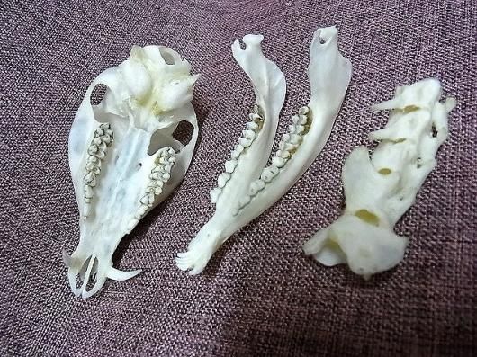 ☆即納☆高品質! ヒメマメジカ(♂)Lesser mouse-deer 全身 ☆即納☆高品質! ヒメマメジカ(♂)Lesser mouse-deer 全身