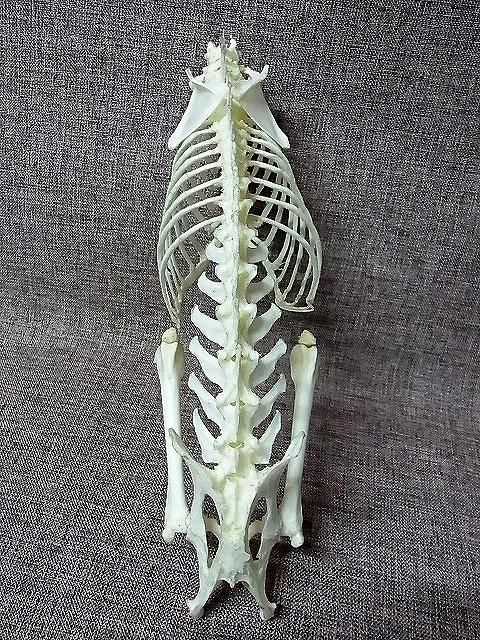 ☆即納☆高品質! ヒメマメジカ(♂)Lesser mouse-deer 全身 ☆即納☆高品質! ヒメマメジカ(♂)Lesser mouse-deer 全身